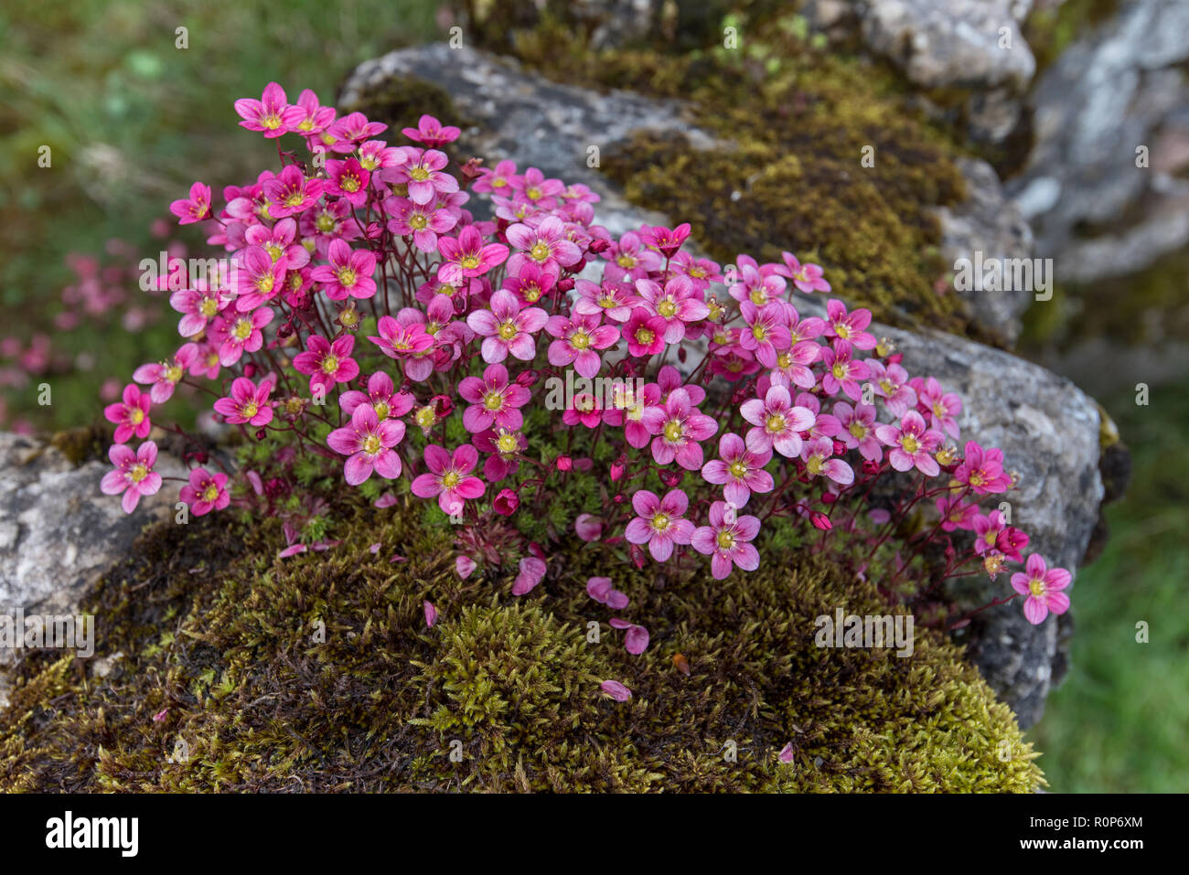 Family saxifragaceae hi-res stock photography and images - Alamy