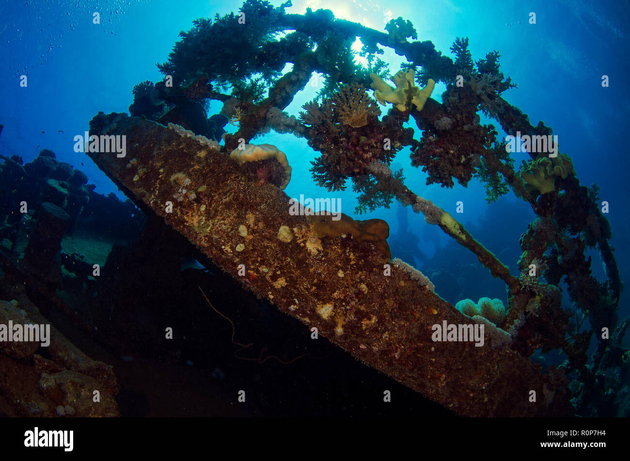 Coral growing on the Hamada shipwreck at Abu Ghusun, Red Sea, Marsa ...