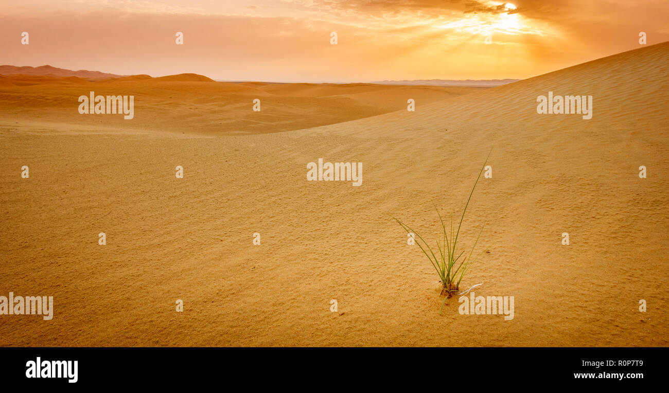 Plant growing in sand dunes hi-res stock photography and images - Alamy