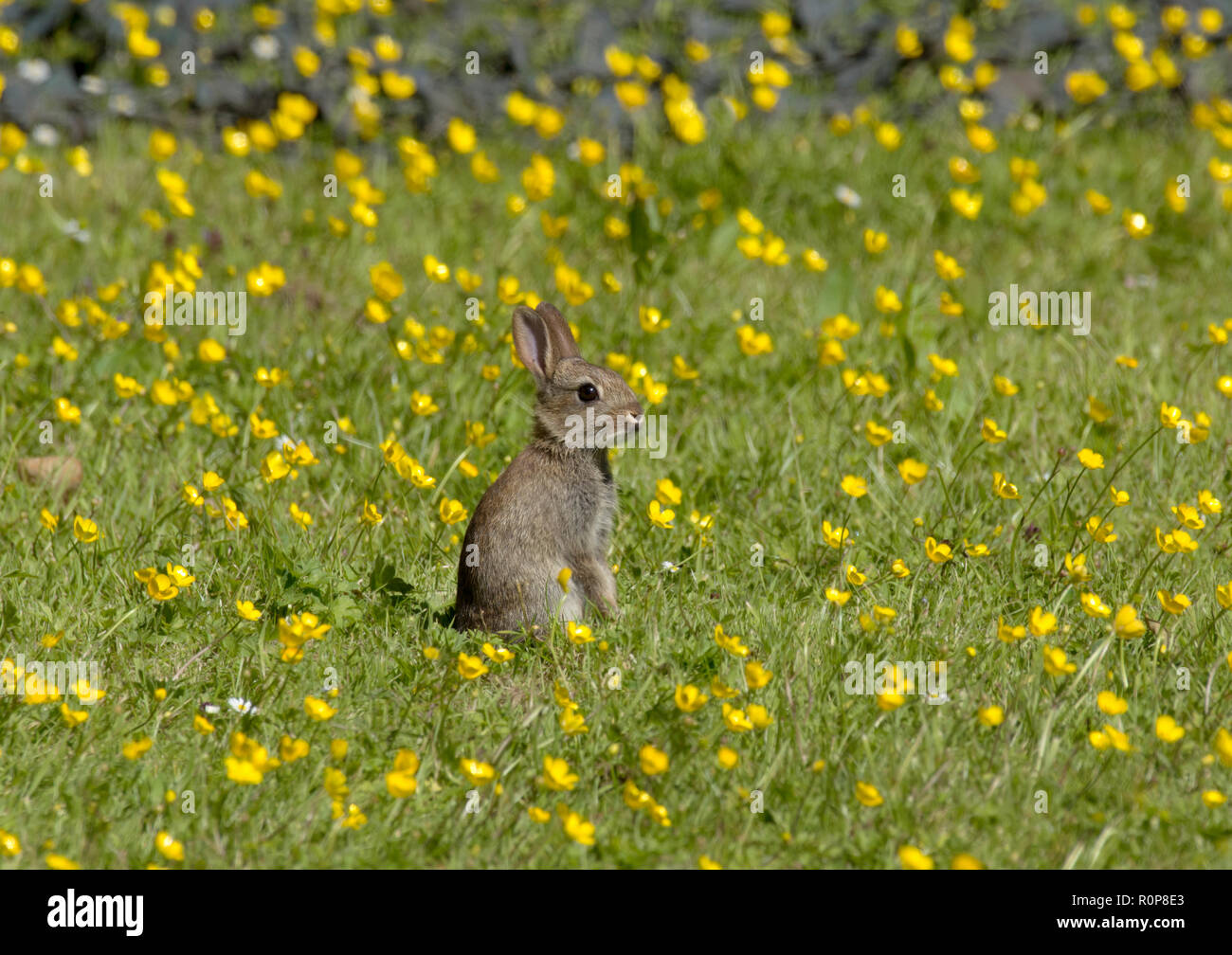 European Rabbit, Oryctolagus cuniculus, young, in field of buttercups ...