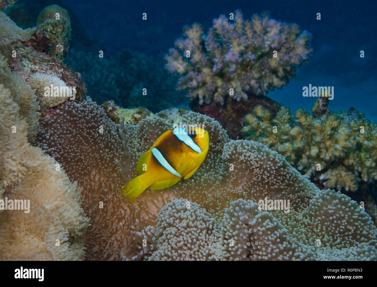 Clark's anemonefish or yellowtail clownfish, amphiprion clarkii, in ...