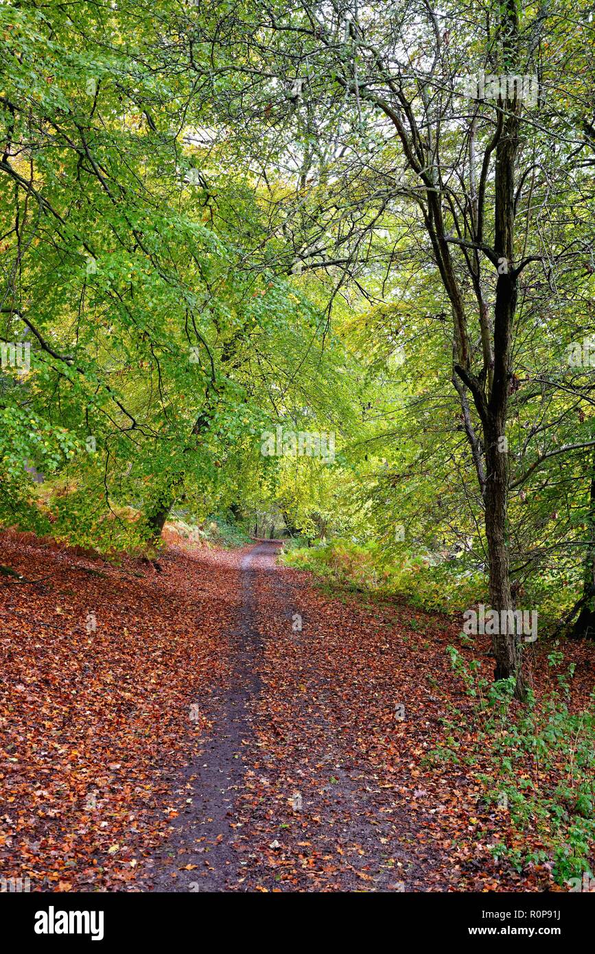 Woodlands in autumn colour in Abinger Roughs North Downs, near Dorking ...