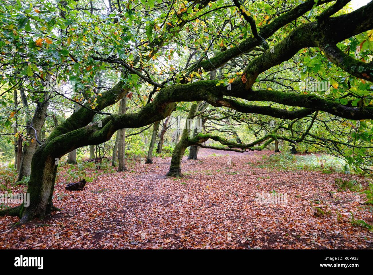 Abinger roughs hi-res stock photography and images - Alamy
