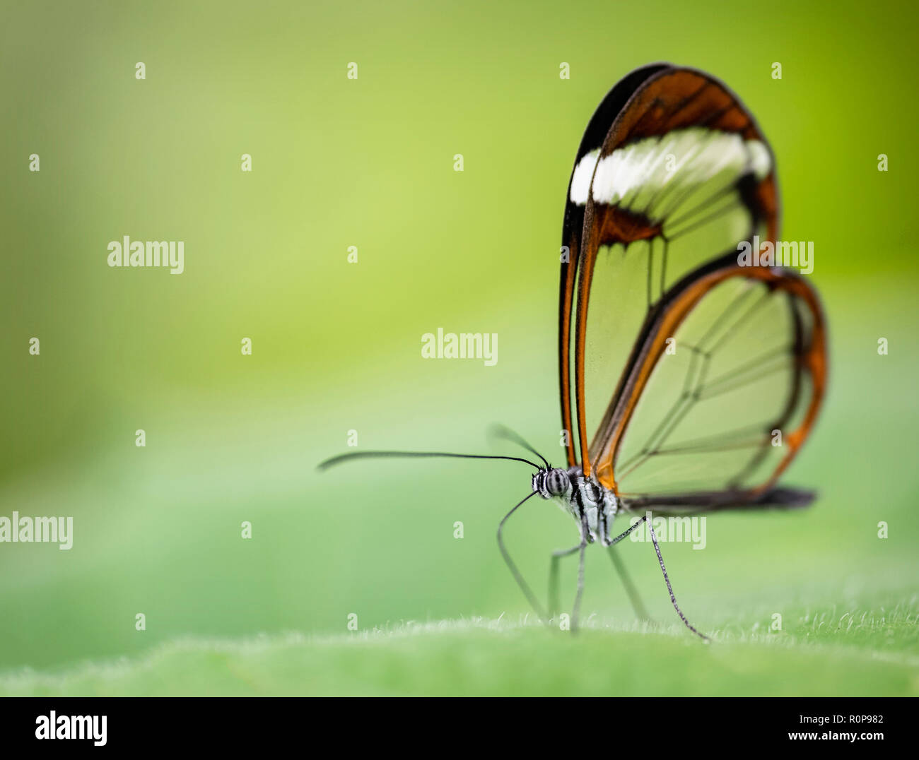 Glasswing Butterfly Stock Photos & Glasswing Butterfly Stock Images - Alamy