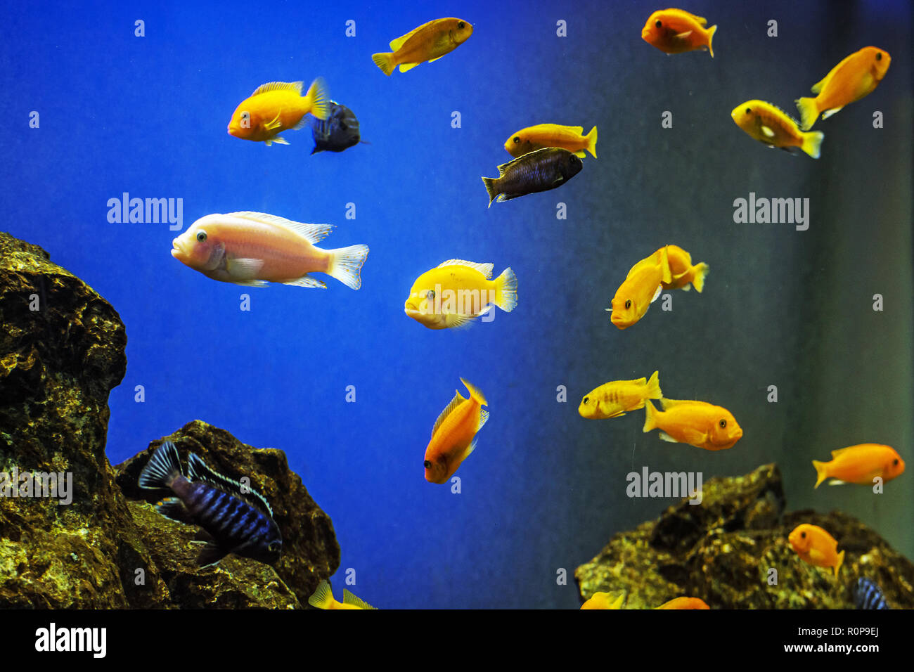 Orange fish under water. Sea natural scene. Beauty in nature Stock ...