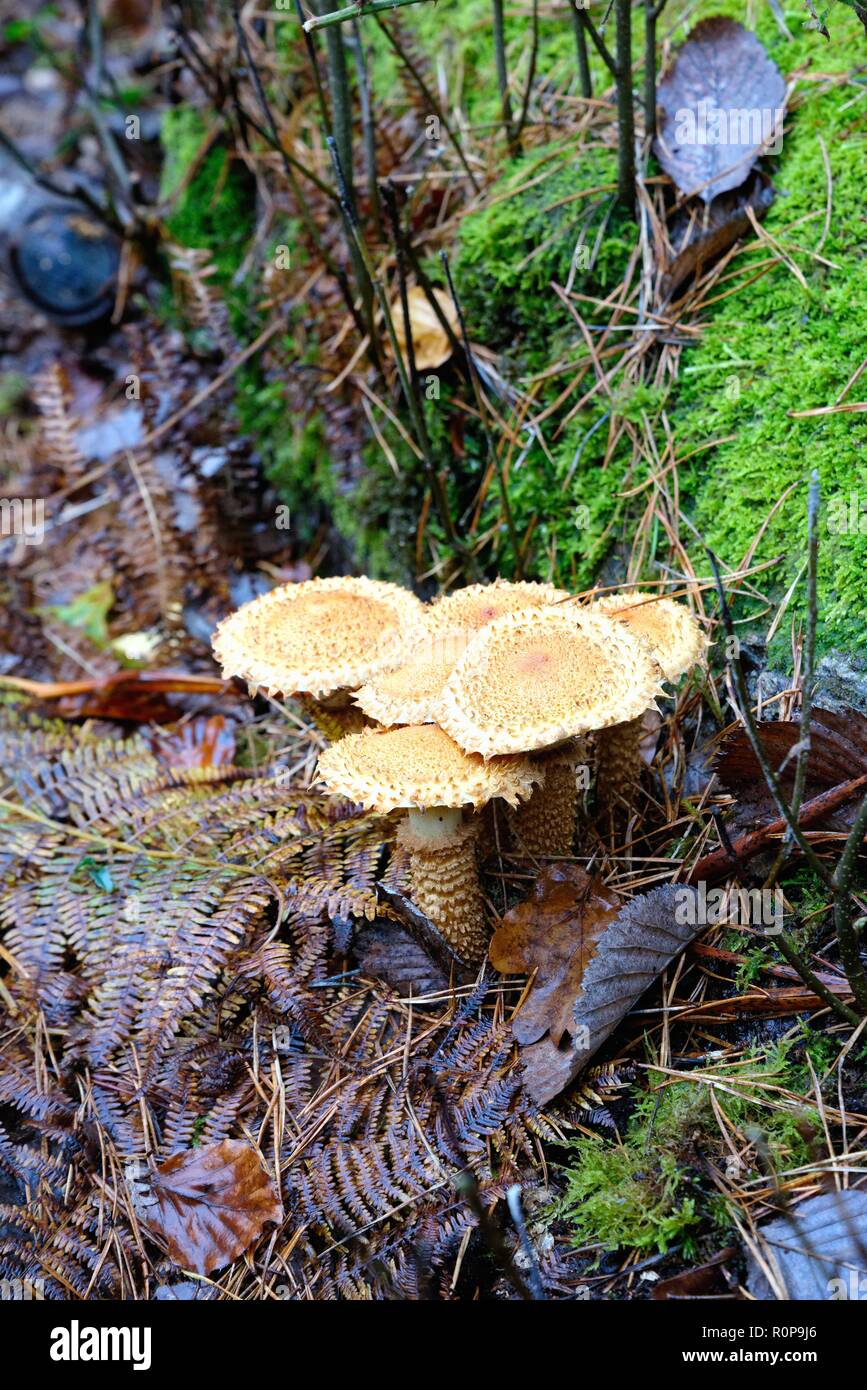 British woodland fungi hi-res stock photography and images - Alamy