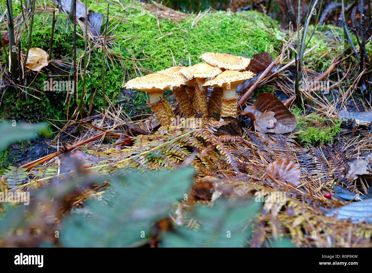 British woodland fungi hi-res stock photography and images - Alamy