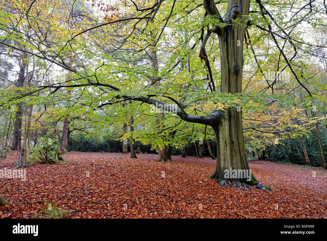 Woodlands in autumn colour in Abinger Roughs North Downs, near Dorking ...