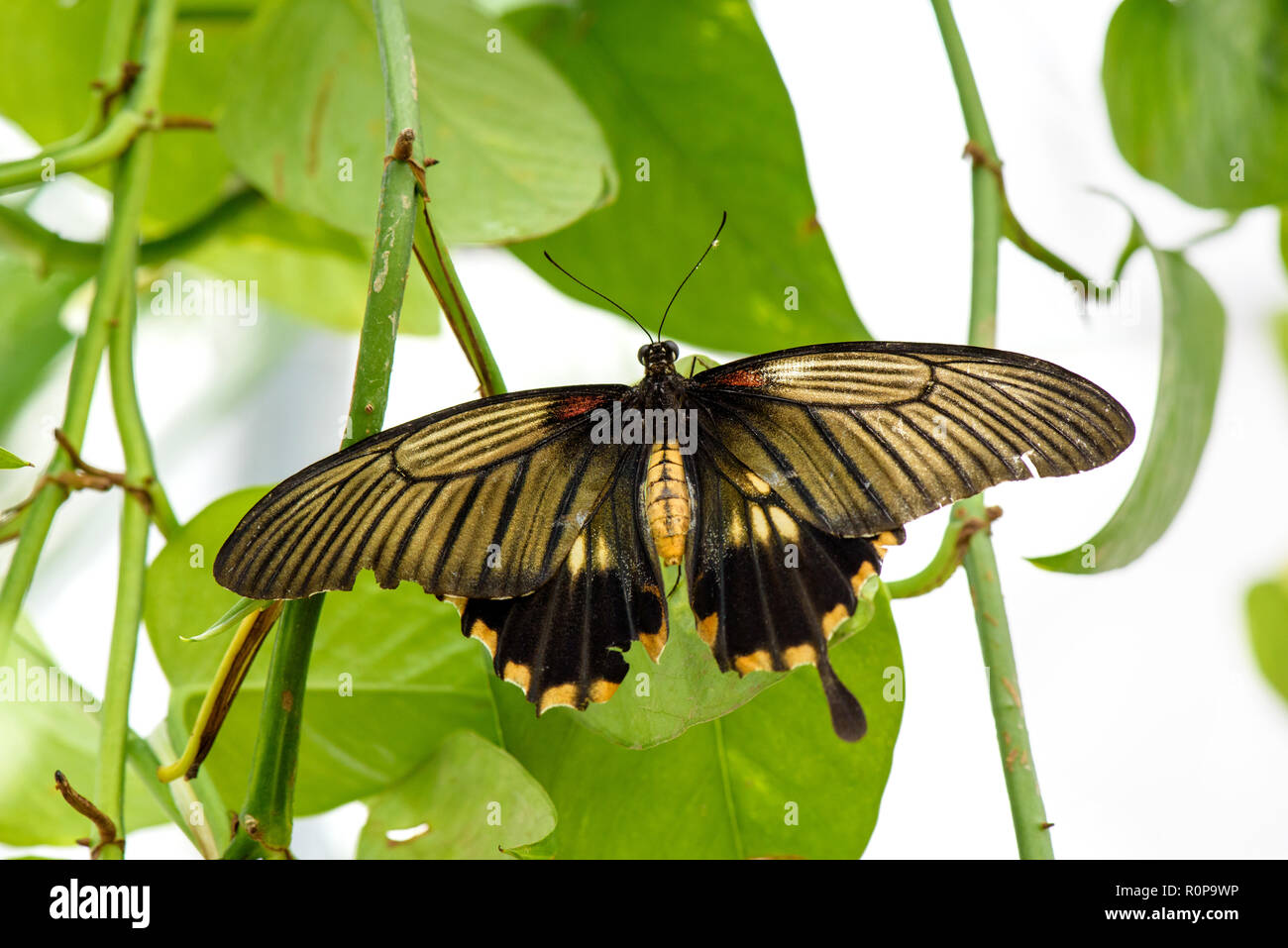 Common Mormon Butterfly (Papilio polytes) on leaf Stock Photo - Alamy