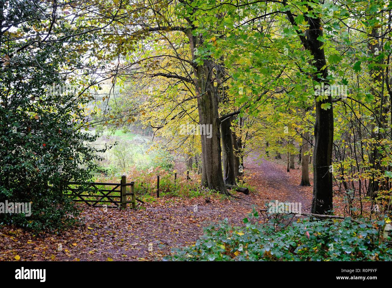 Woodlands in autumn colour in Abinger Roughs North Downs, near Dorking ...