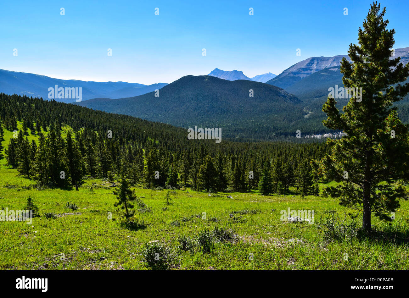 scenery from the trails in the Rocky mountains of Alberta Canada Stock ...