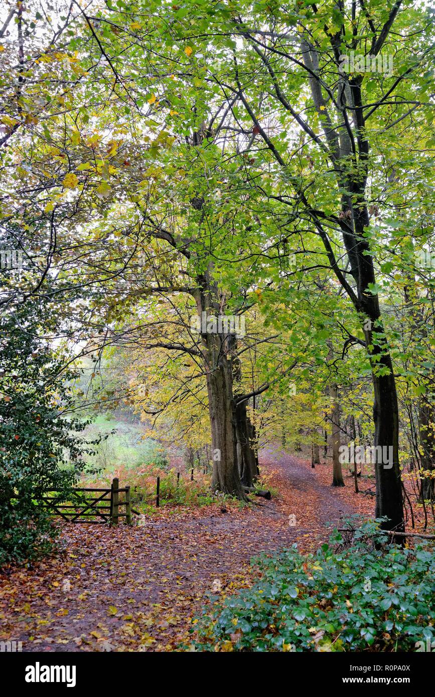 Woodlands in autumn colour in Abinger Roughs North Downs, near Dorking ...