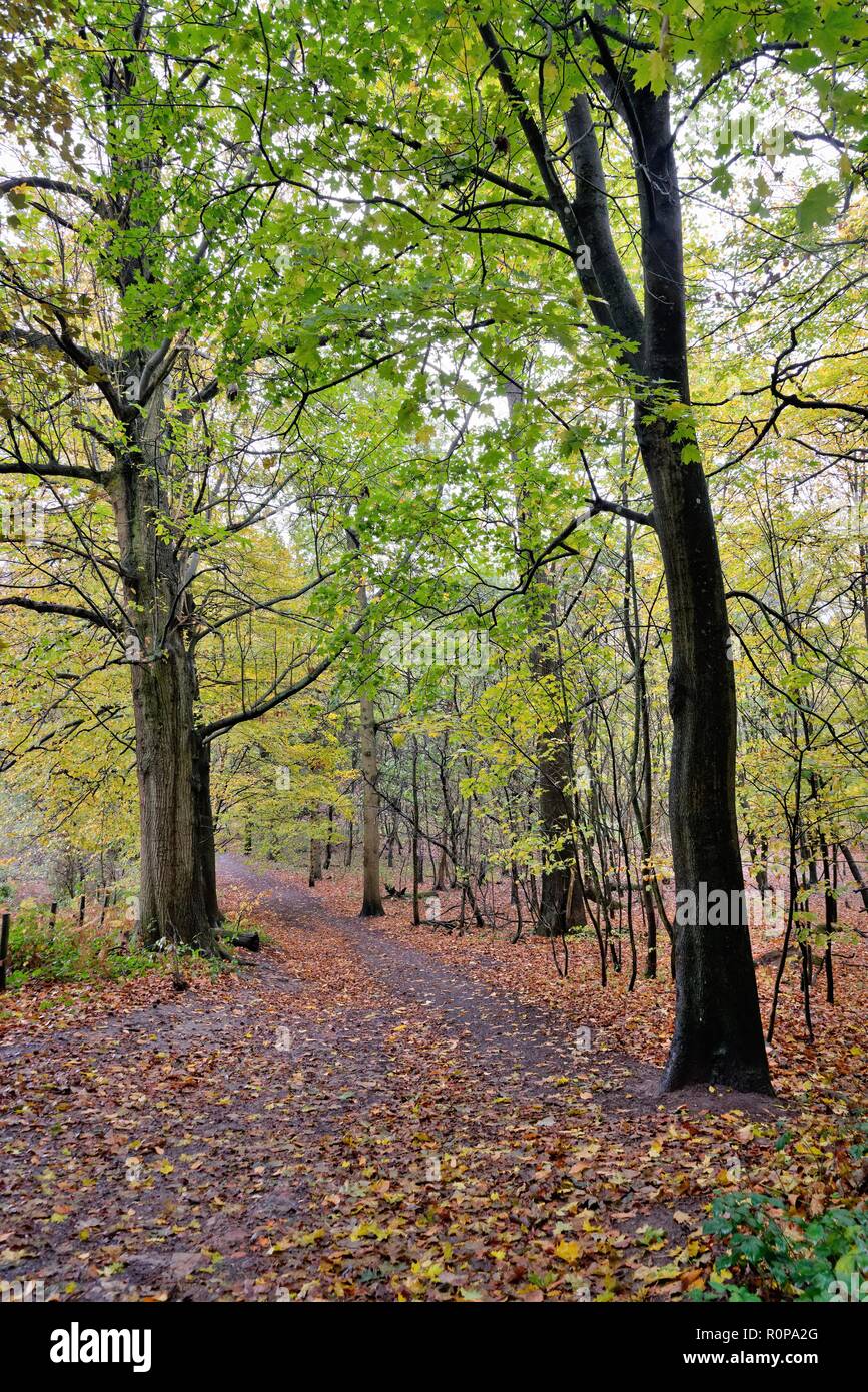 Woodlands in autumn colour in Abinger Roughs North Downs, near Dorking ...