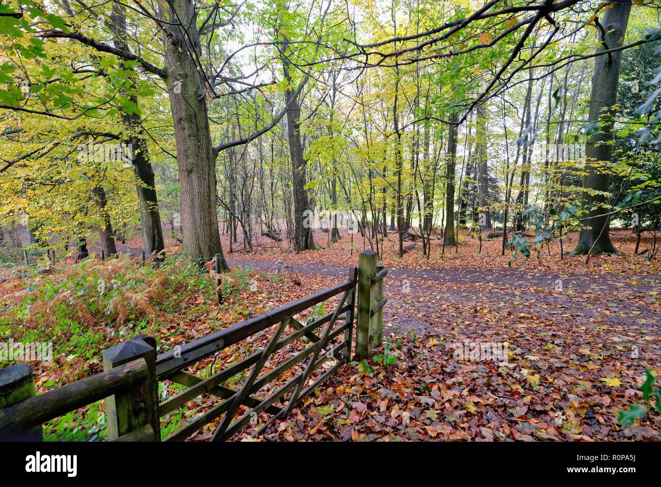 Woodlands in autumn colour in Abinger Roughs North Downs, near Dorking ...