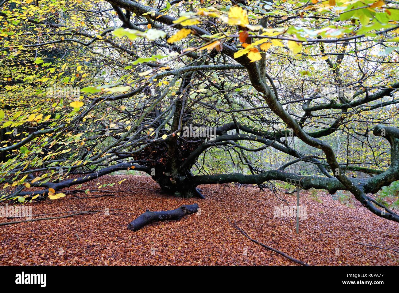 Woodlands in autumn colour in Abinger Roughs North Downs, near Dorking ...