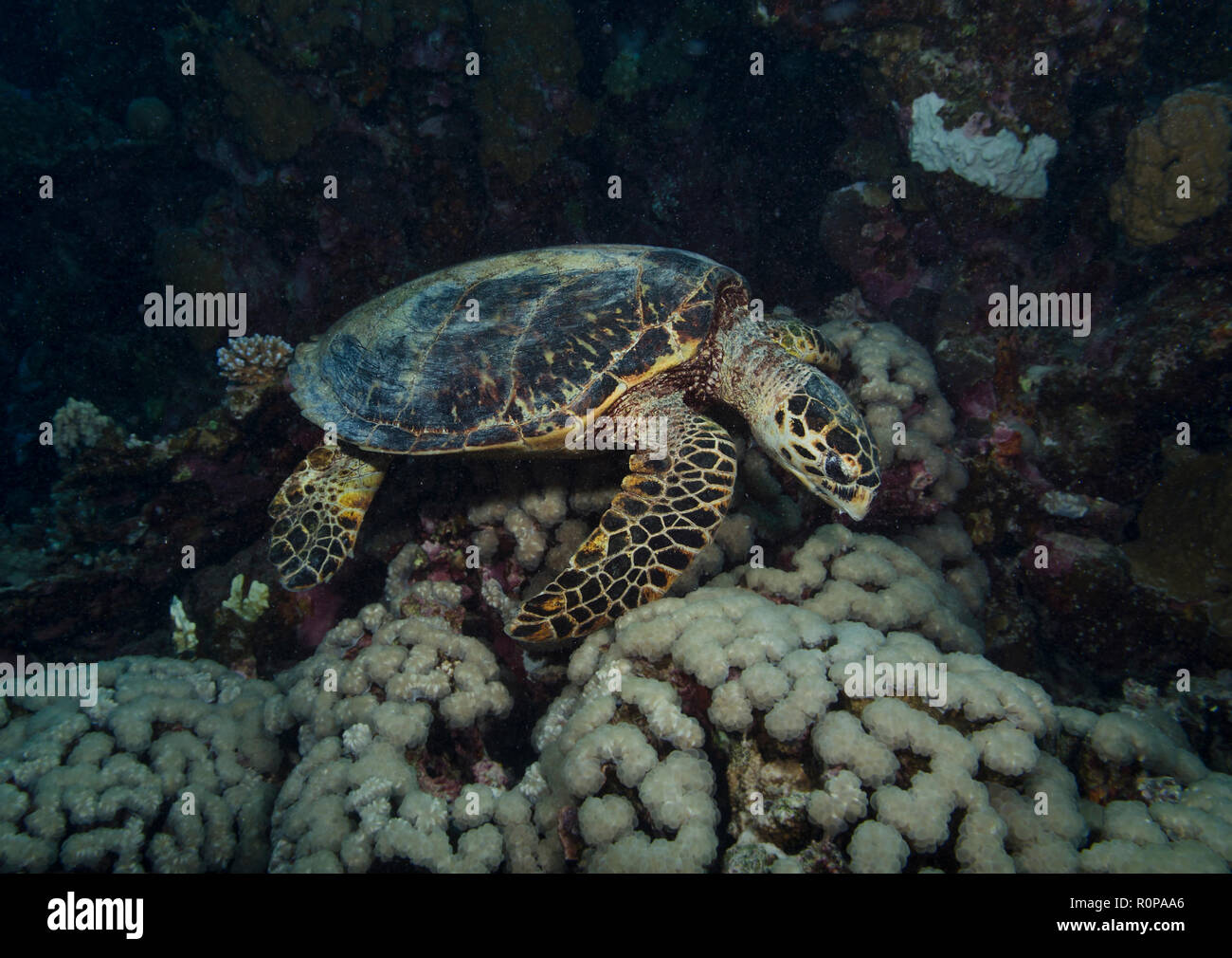 Hawksbill turtle, Eretmochelys imbricata, swimming over coral reef in ...