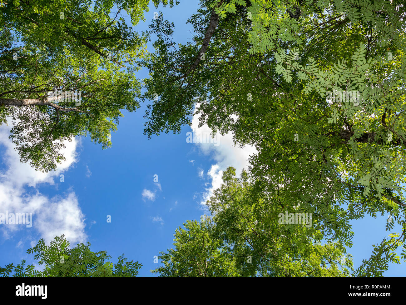 Crowns of tall foliar trees above his head in the forest against a blue ...