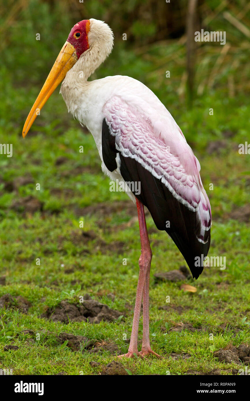 The Yellow-billed Stork has a worldwide distribution in tropical ...