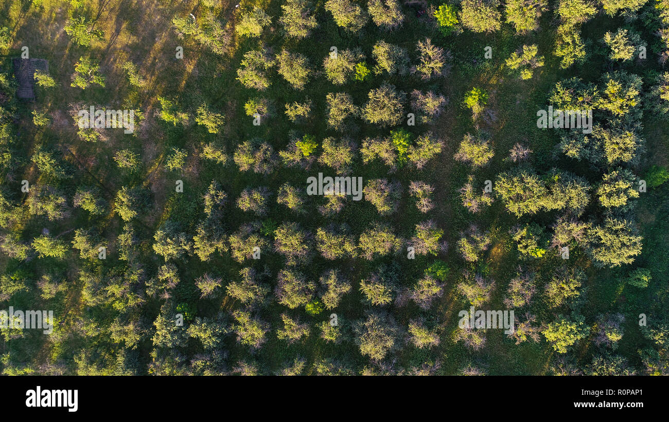 Top view aerial shot of the trees grove looks like texture Stock Photo ...