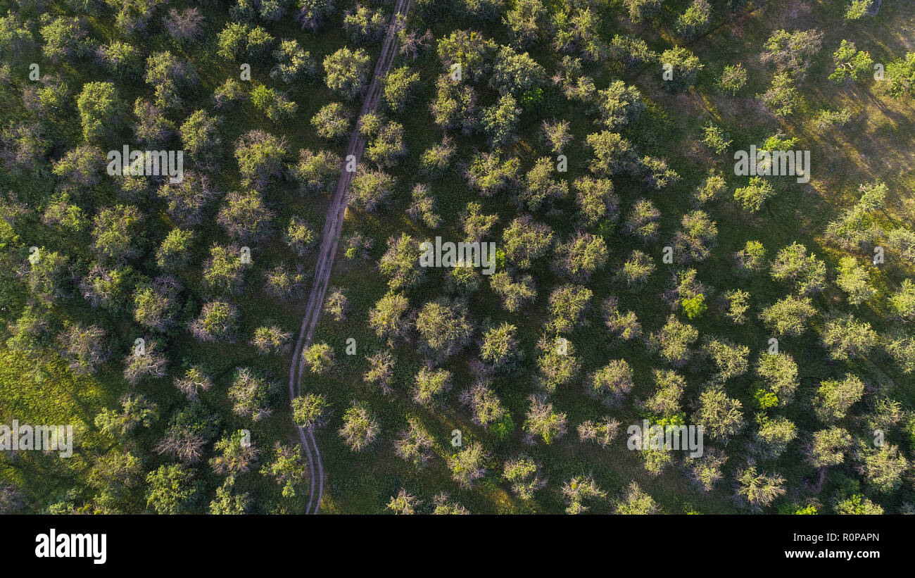 Top view aerial shot of the trees grove looks like texture Stock Photo ...