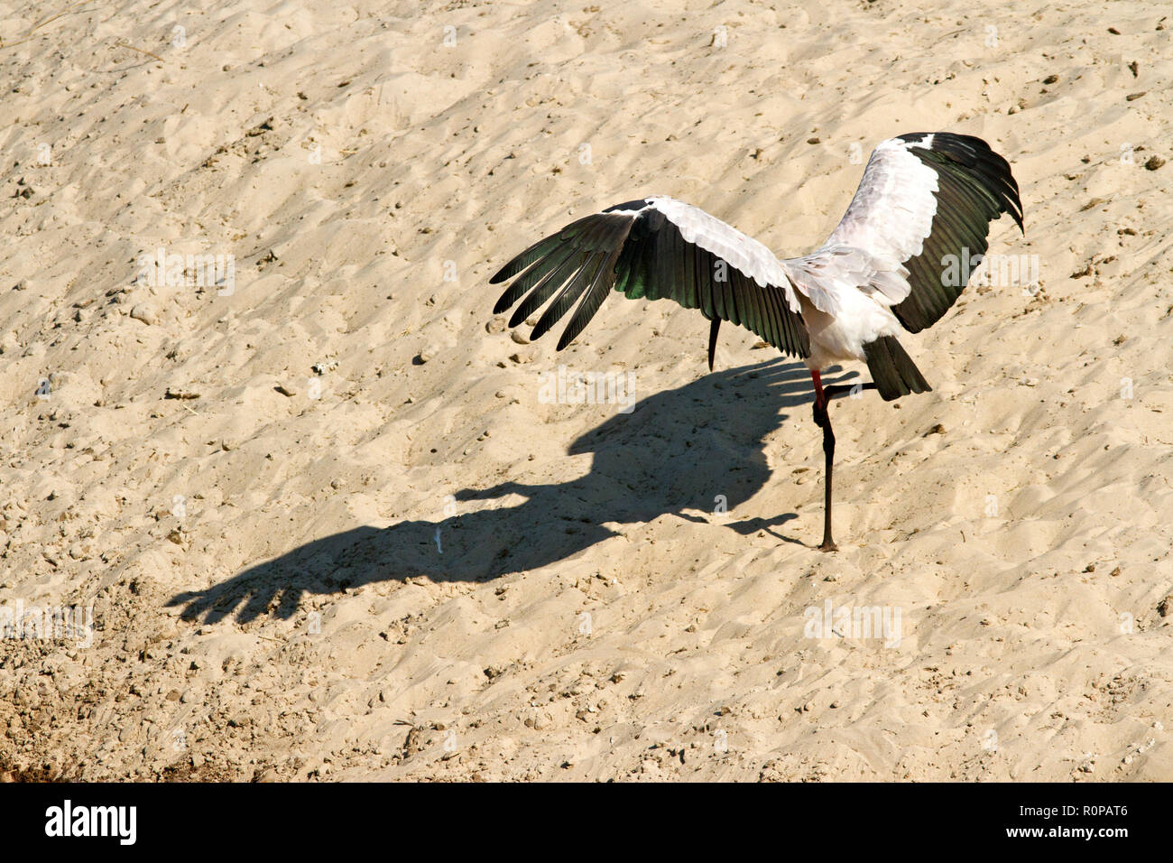 The Yellow-billed Stork has a worldwide distribution in tropical ...