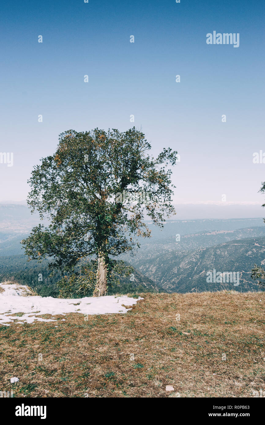 Landscape of an isolated tree with a little snow and the background ...