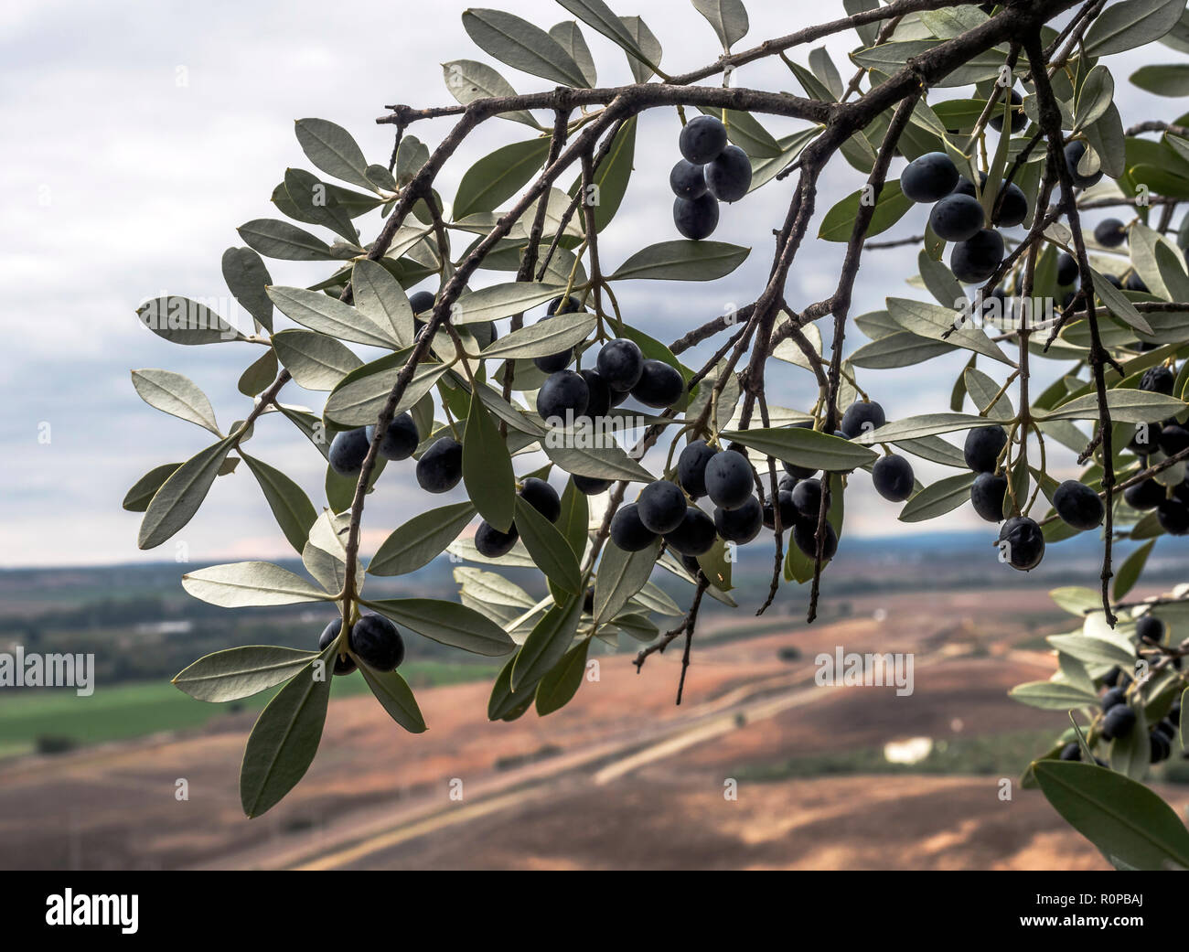 Olive tree farming hi-res stock photography and images - Alamy
