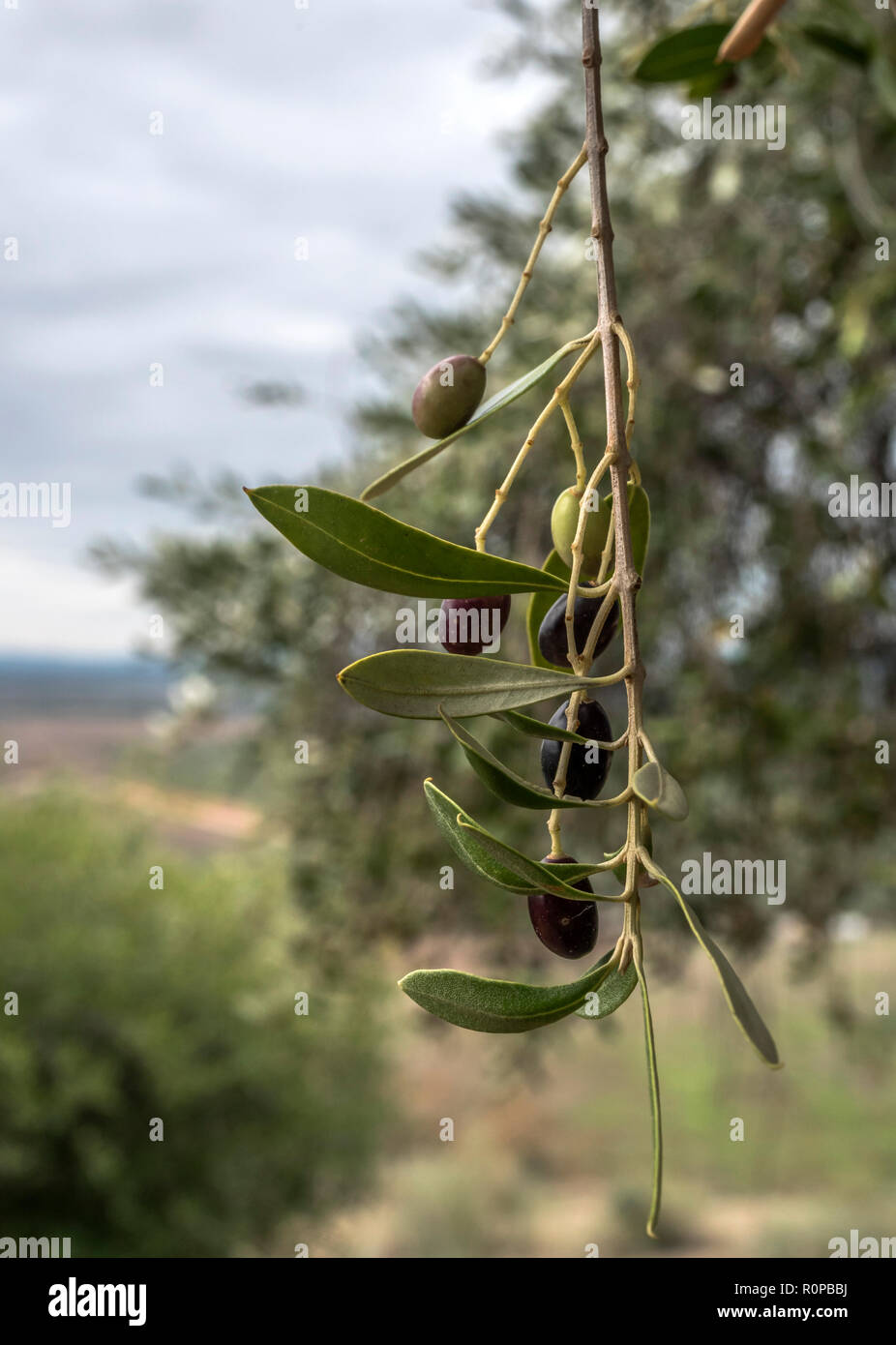 Bunch of olives in an olive tree near the castle of Almodovar del Rio ...