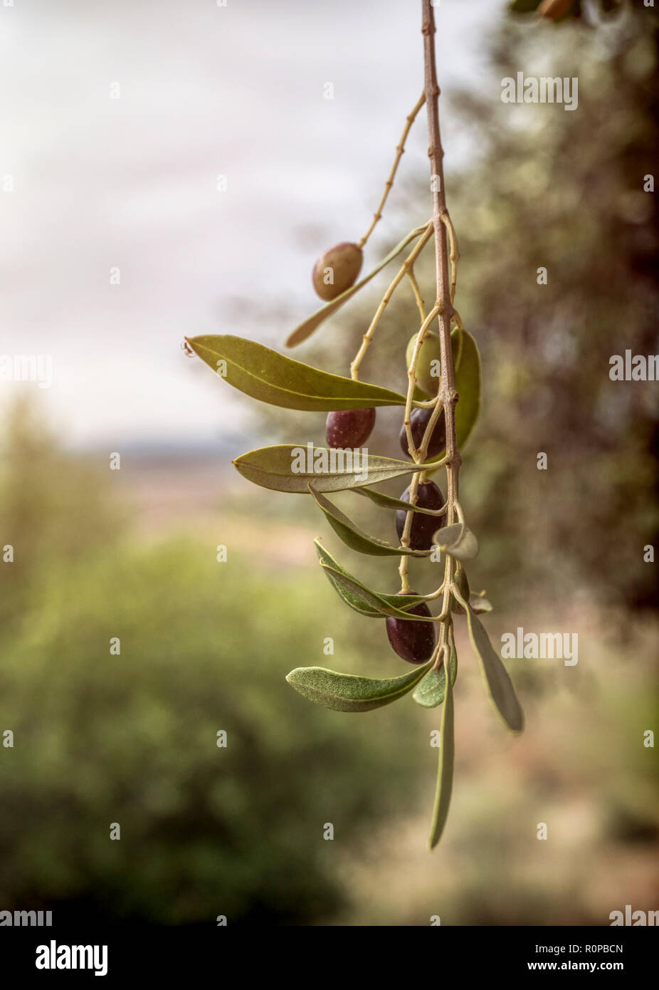 Bunch of olives in an olive tree near the castle of Almodovar del Rio ...
