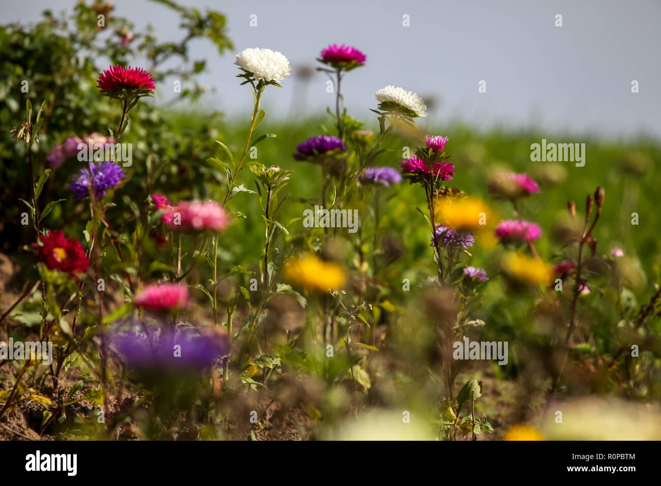 Blooming asters. Asters in green garden. Meadow with flowers. Wild ...