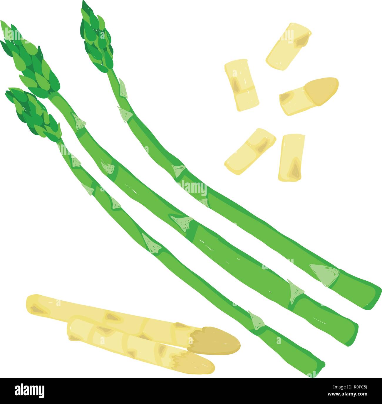 Vector painterly set with cooked and raw asparagus editable, scalable ...