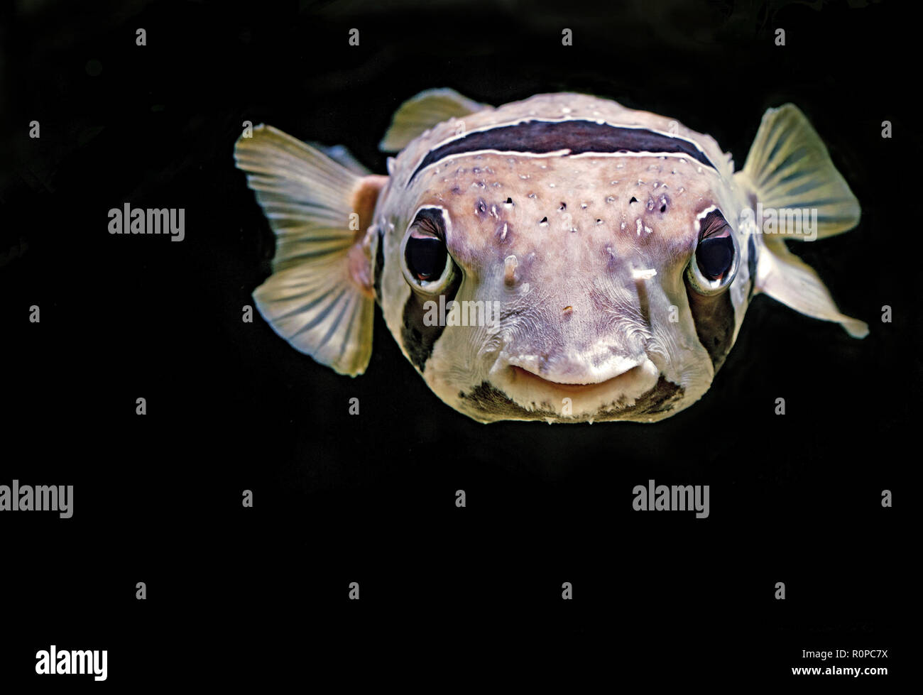 Spiny Balloon Fish High Resolution Stock Photography and Images - Alamy