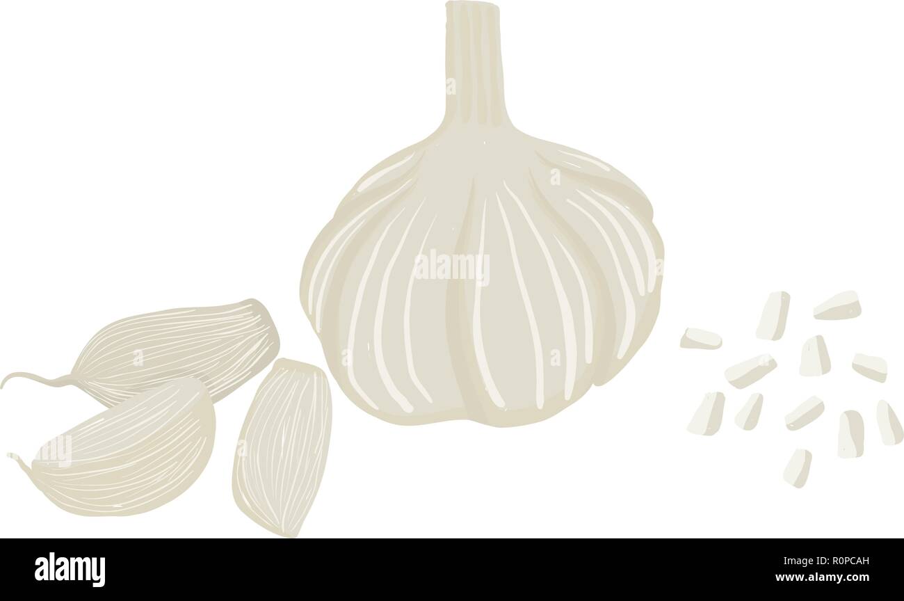 Garlic clove on kitchen Stock Vector Images - Alamy