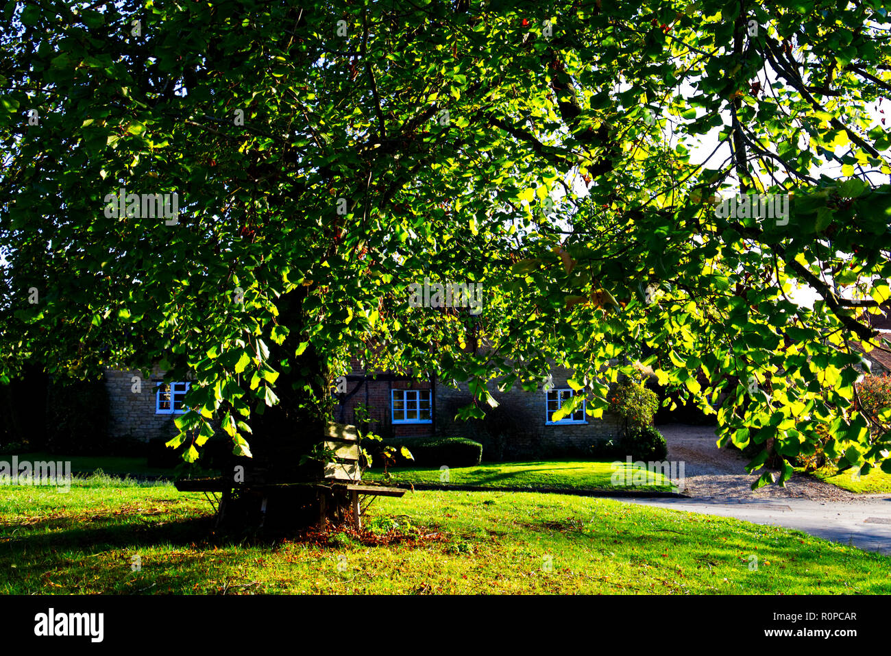 Seating around tree hi-res stock photography and images - Alamy