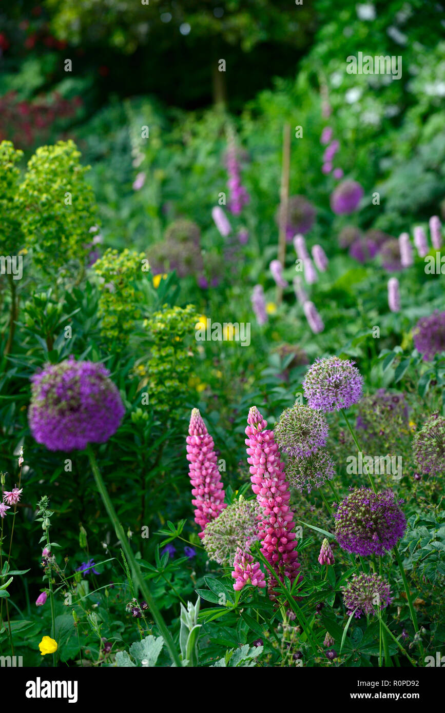 Lupinus and digitalis hi-res stock photography and images - Alamy