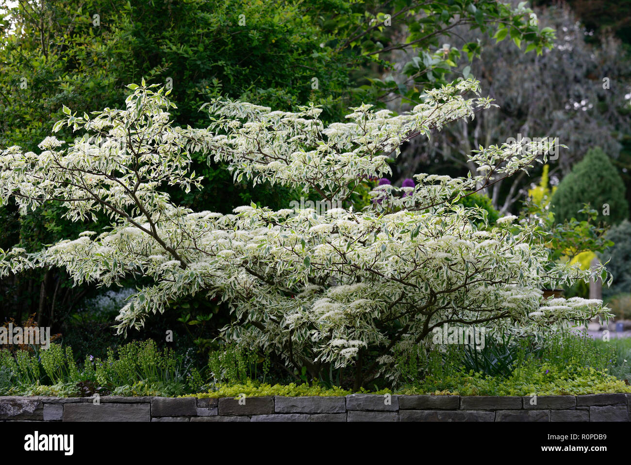 cornus controversa variegata,flowering,variegated,leaves,foliage ...