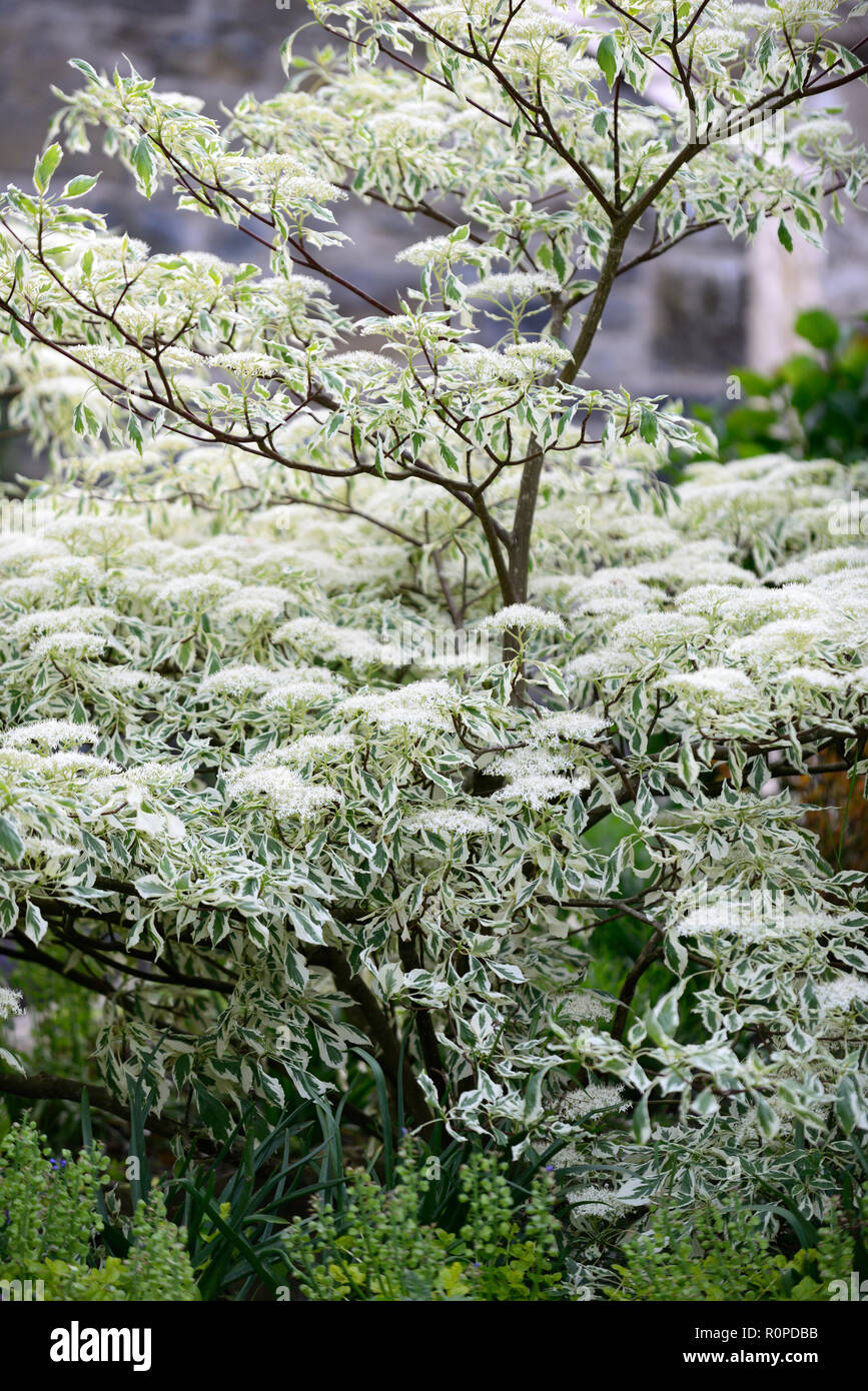 cornus controversa variegata,flowering,variegated,leaves,foliage ...