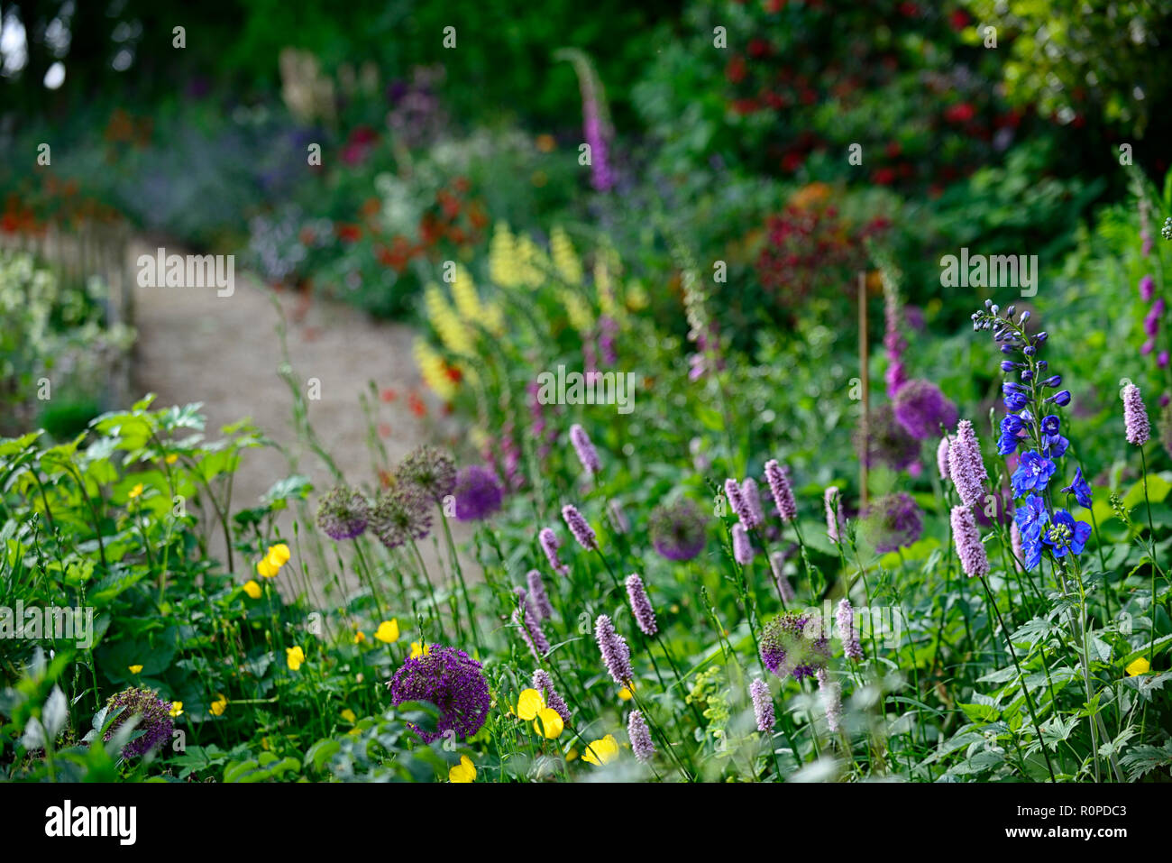 Allium purple sensation,delphinium,cottage garden,bed,border,spring ...