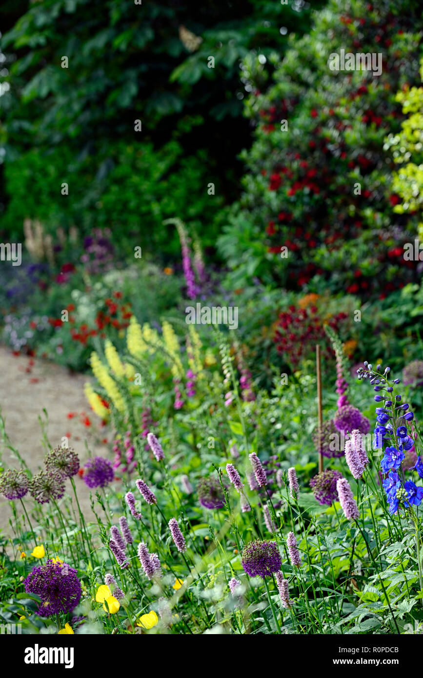 Allium purple sensation,delphinium,cottage garden,bed,border,spring ...