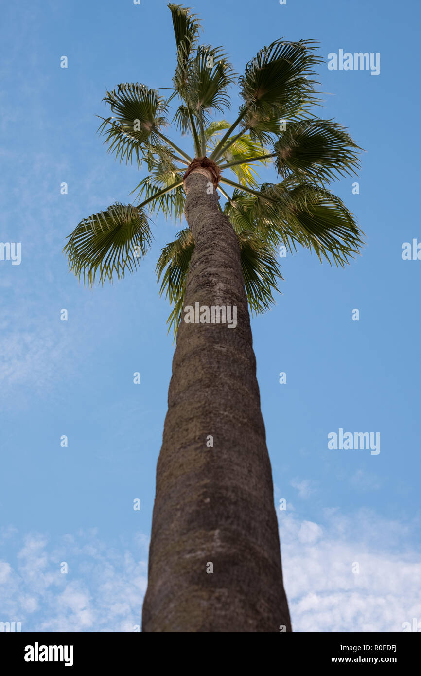 Lecce Italy. One tall palm tree in Piazetta Antonio Panzera in centre ...