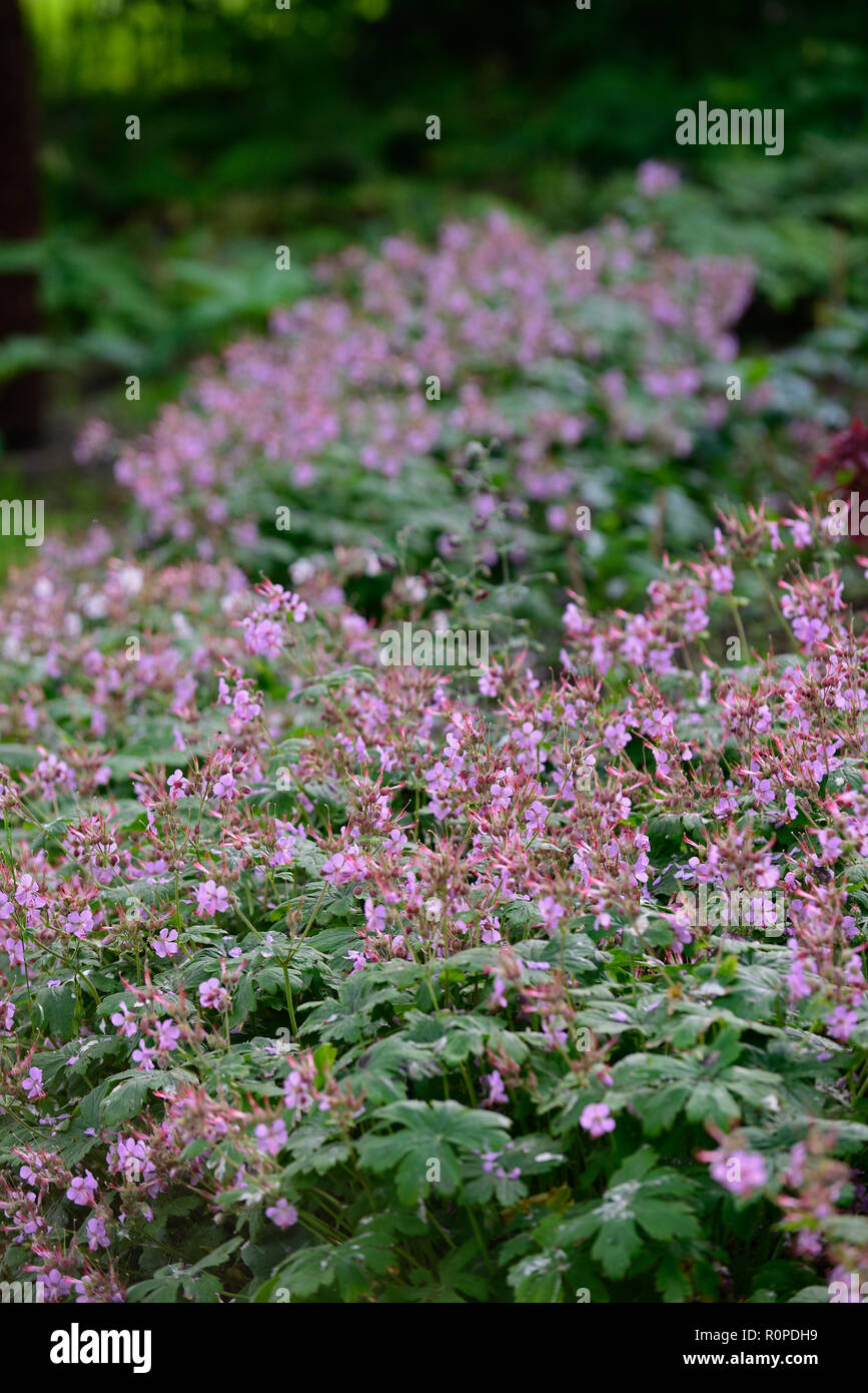 geranium macrorrhizum,geraniums,pink,flower,flowers,flowering,drift ...