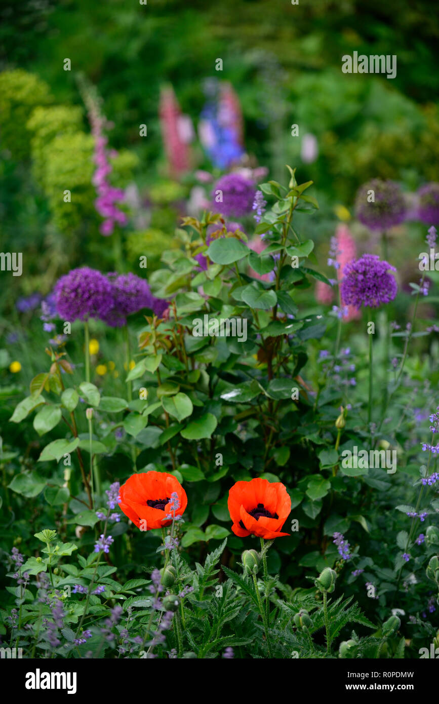 Poppy Border High Resolution Stock Photography and Images - Alamy