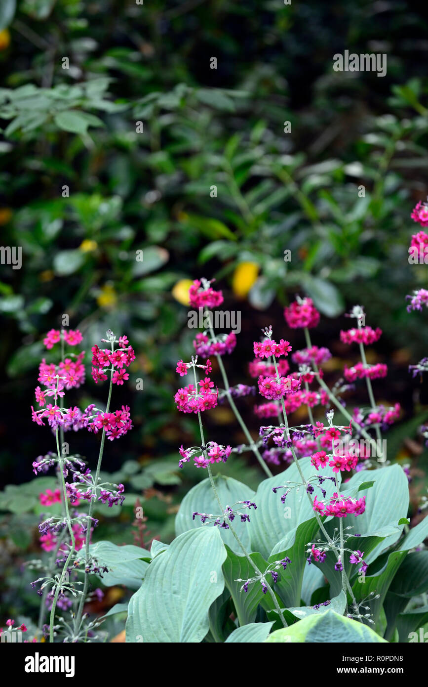 primula japonica millers crimson,japanese primrose,hosta,leaves,foliage ...