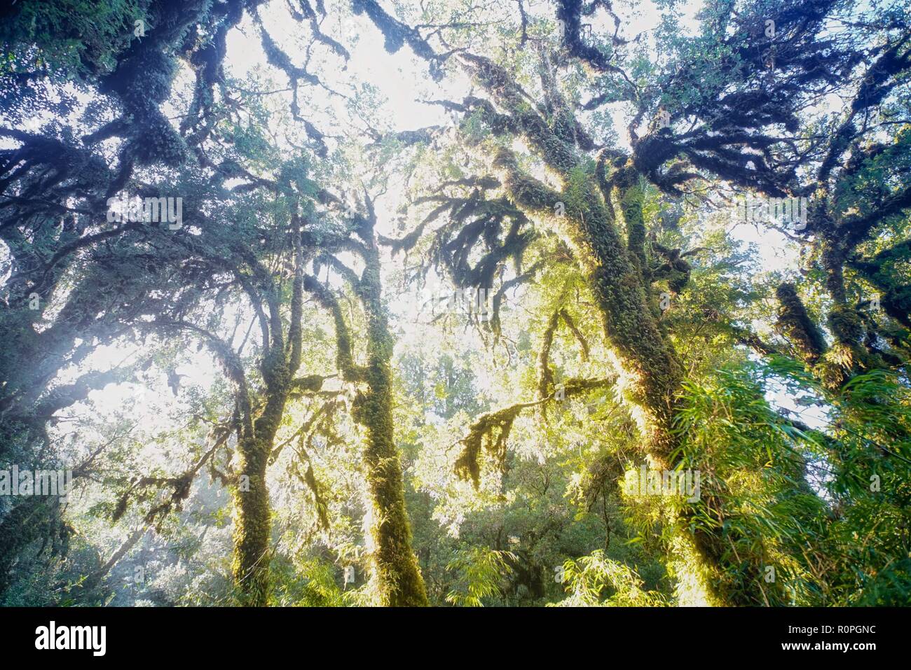 October 10, 2018 - Patagonia, Chile - Dense vegetation at Alerces Trail ...