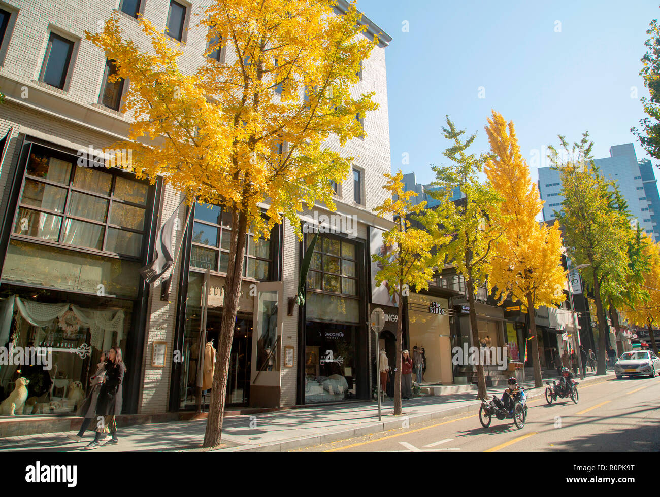 Garosu-gil, Nov 1, 2018 : Garosu-gil in Gangnam district, Seoul, South ...
