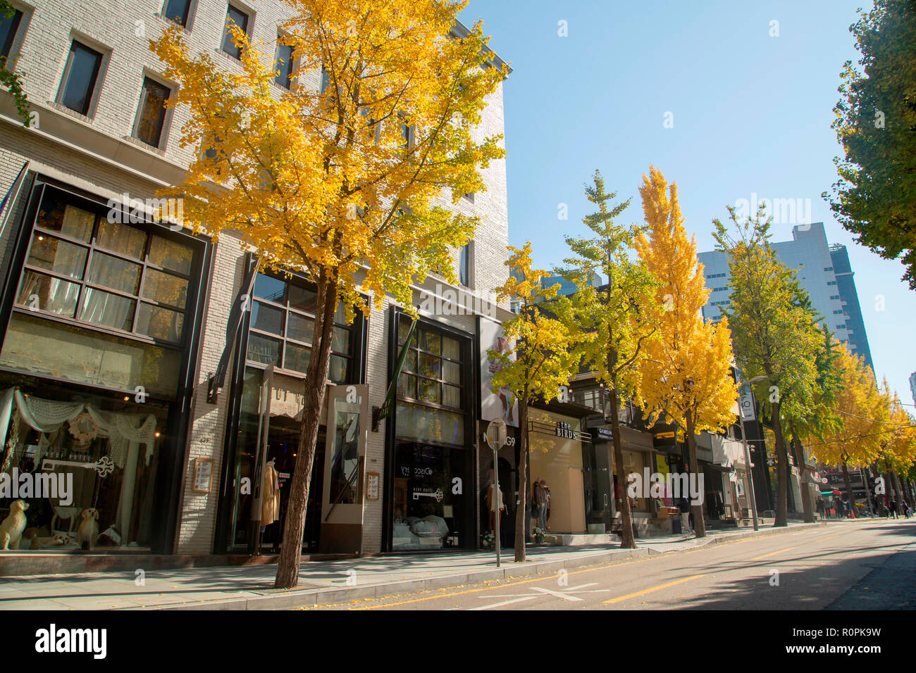 Garosu-gil, Nov 1, 2018 : Garosu-gil in Gangnam district, Seoul, South ...