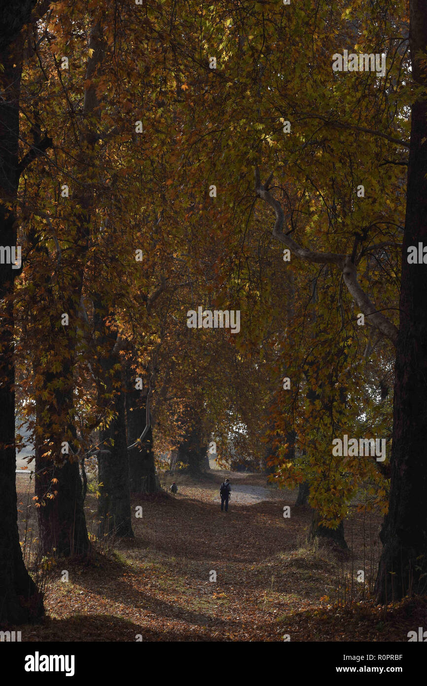 Chinar Tree Stock Photos & Chinar Tree Stock Images - Alamy