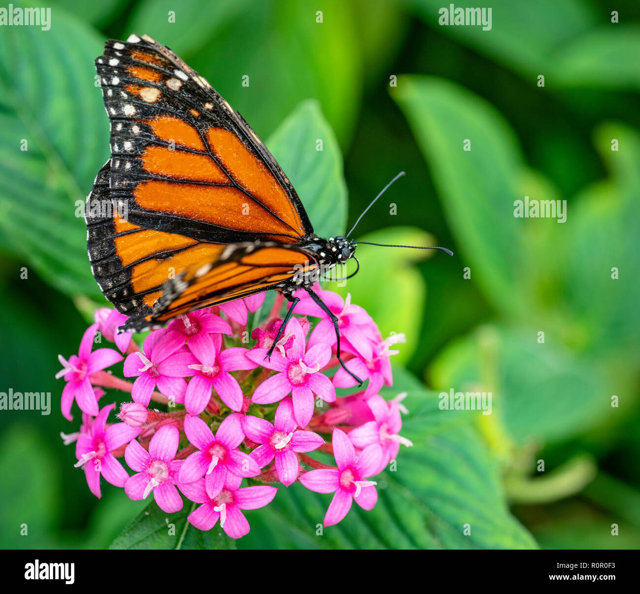 Monarch butterfly flying hi-res stock photography and images - Alamy