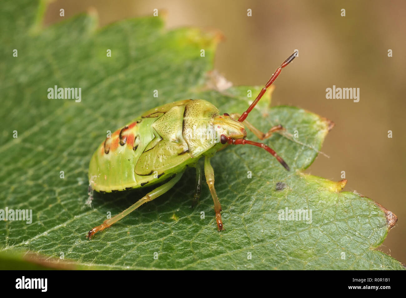 Birch Shieldbug nymph resting on birch leaf. Tipperary, Ireland Stock ...