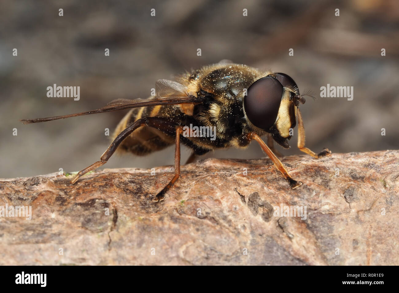Hoverfly on log hi-res stock photography and images - Alamy